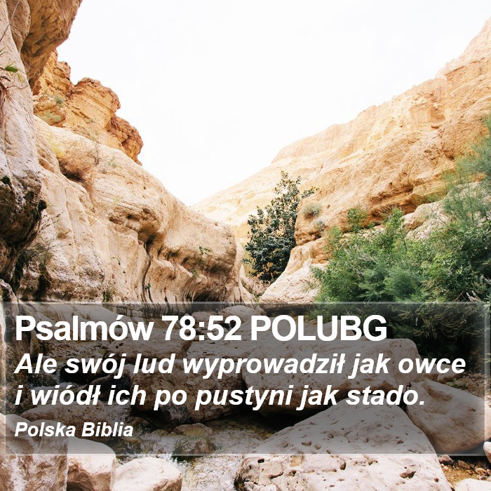 Psalmów 78:52 POLUBG - Ale swój lud wyprowadził jak owce i wiódł ich